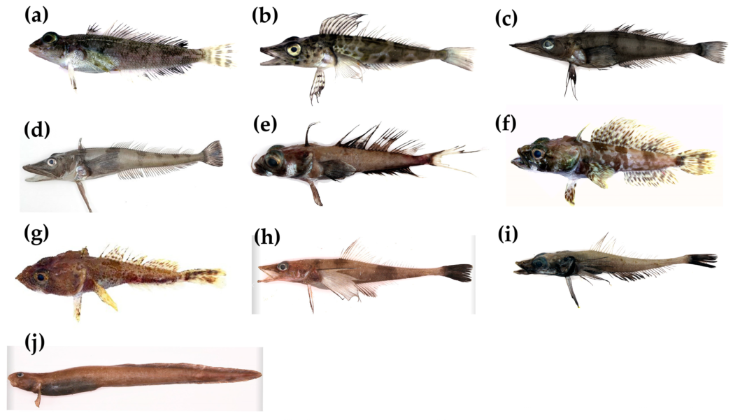 Primeira evidência de contaminação microplástica em peixes da Antártida ...